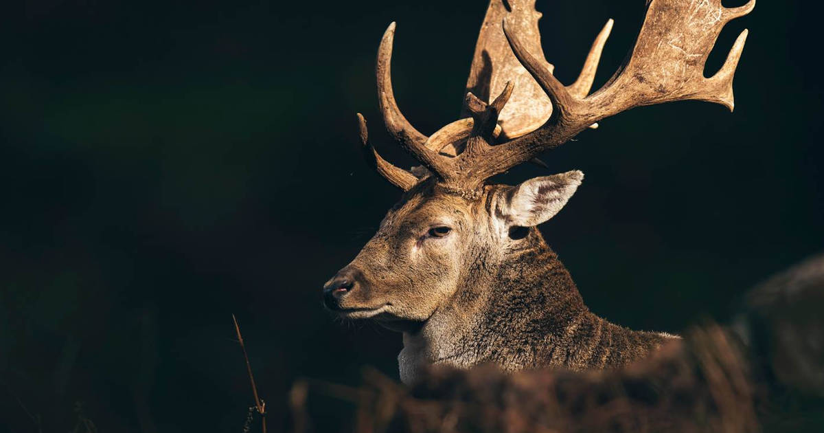 NSW government should reject ridiculous calls for feral animal bounty