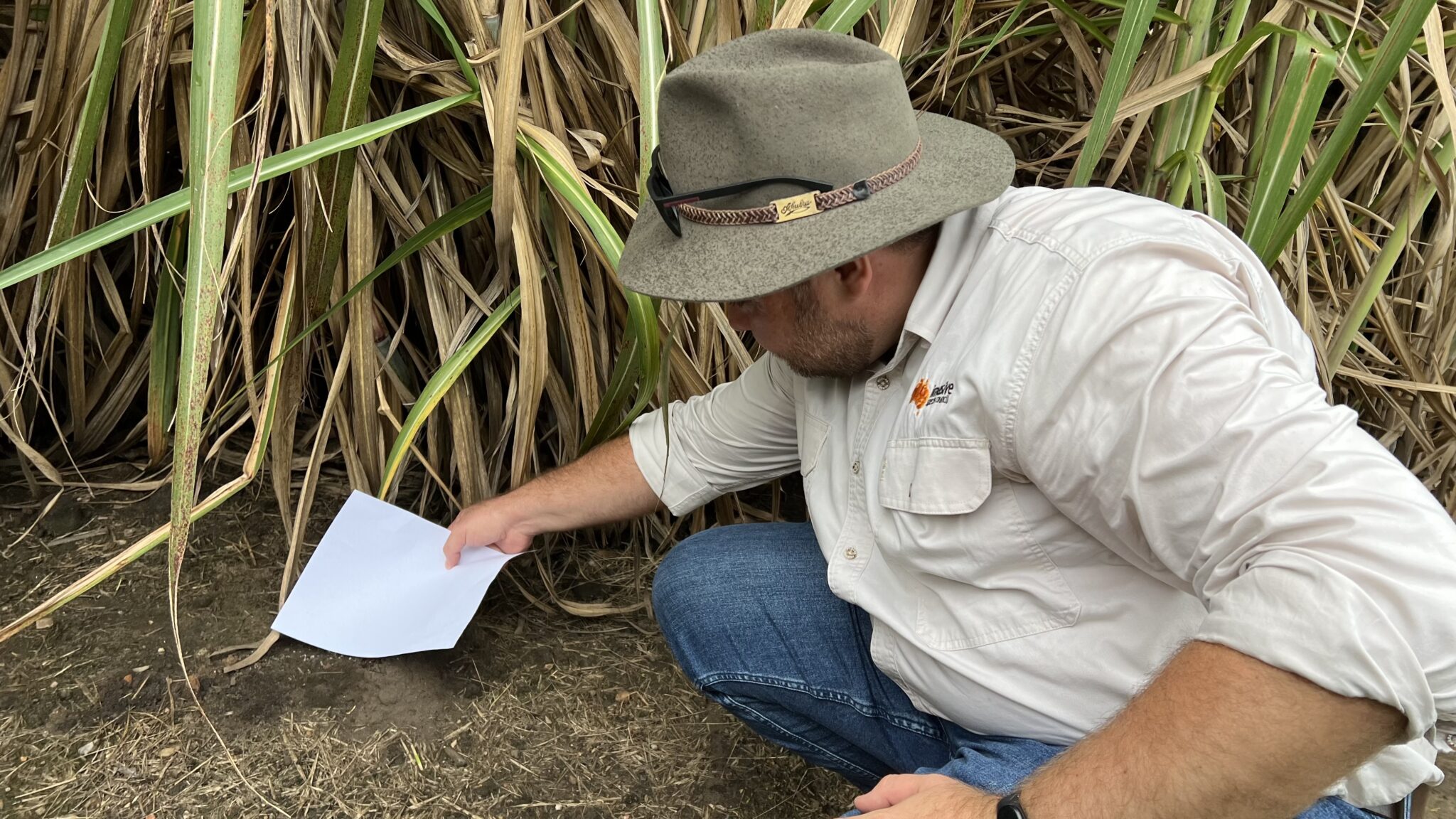 Defending Australia from red fire ants - Invasive Species Council