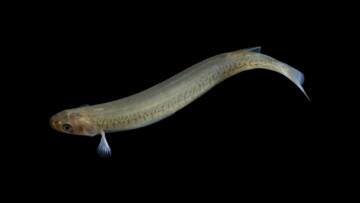 Protecting Australia's natural environment from invasive species