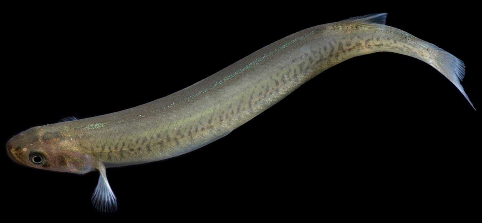 Protecting Australia's natural environment from invasive species