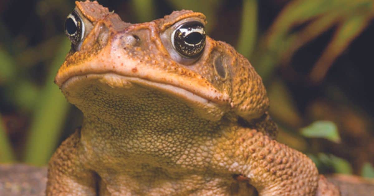 Containment zone offers chance against cane toads in WA