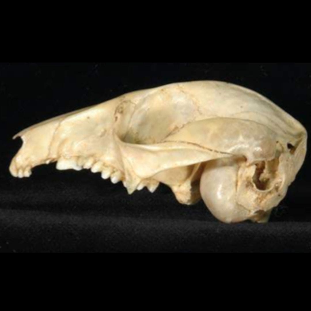 Extinct: Central hare-wallaby - Invasive Species Council