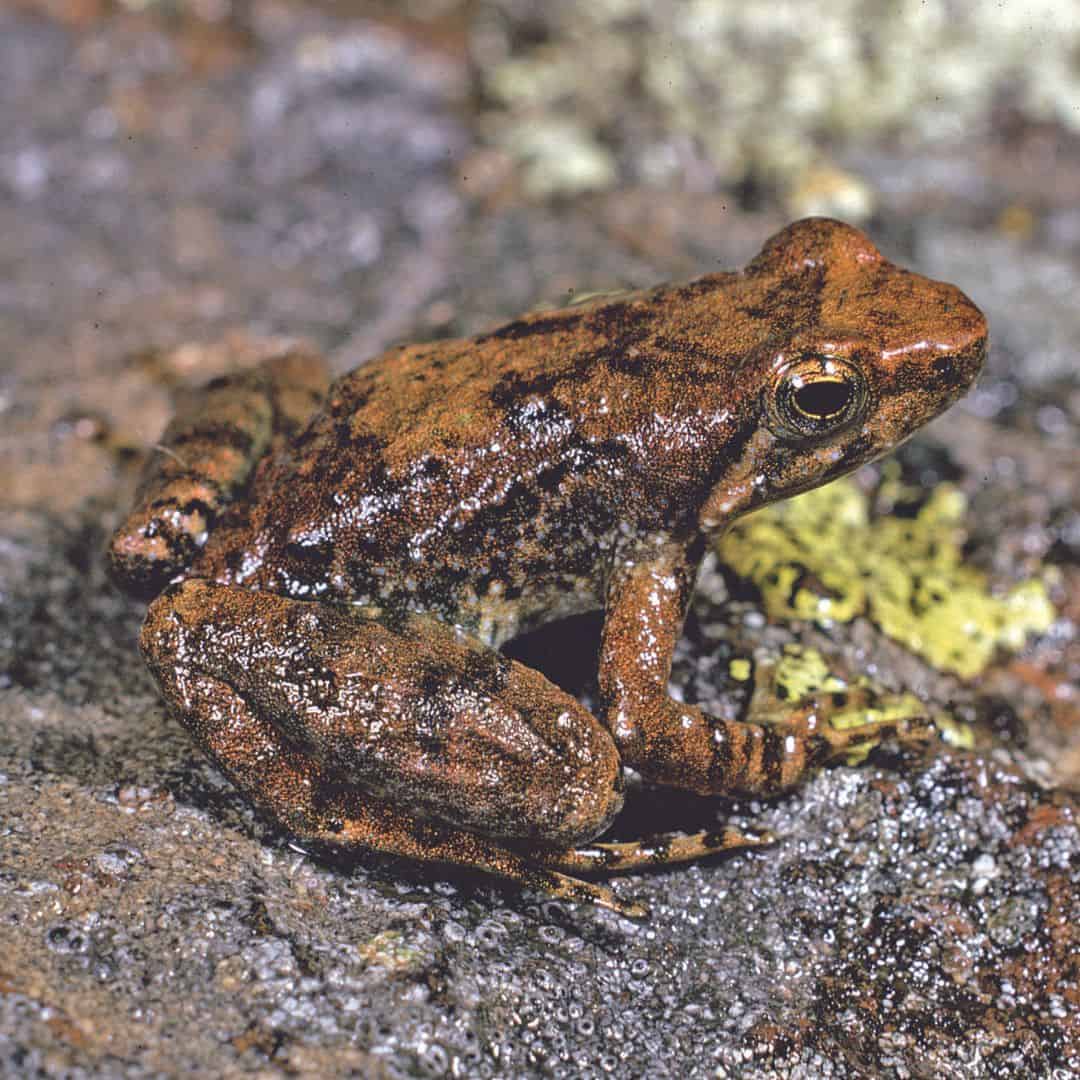 Extinct: Southern day frog - Invasive Species Council