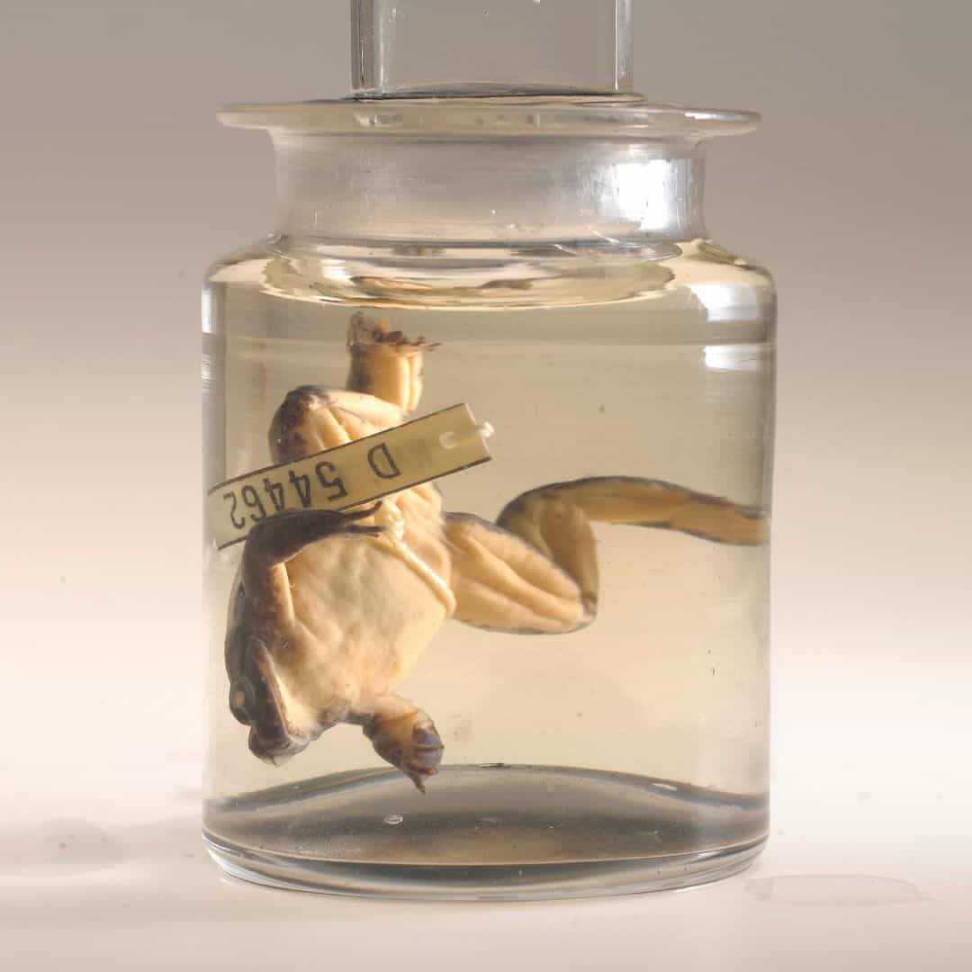 Extinct: Southern gastric brooding frog - Invasive Species Council