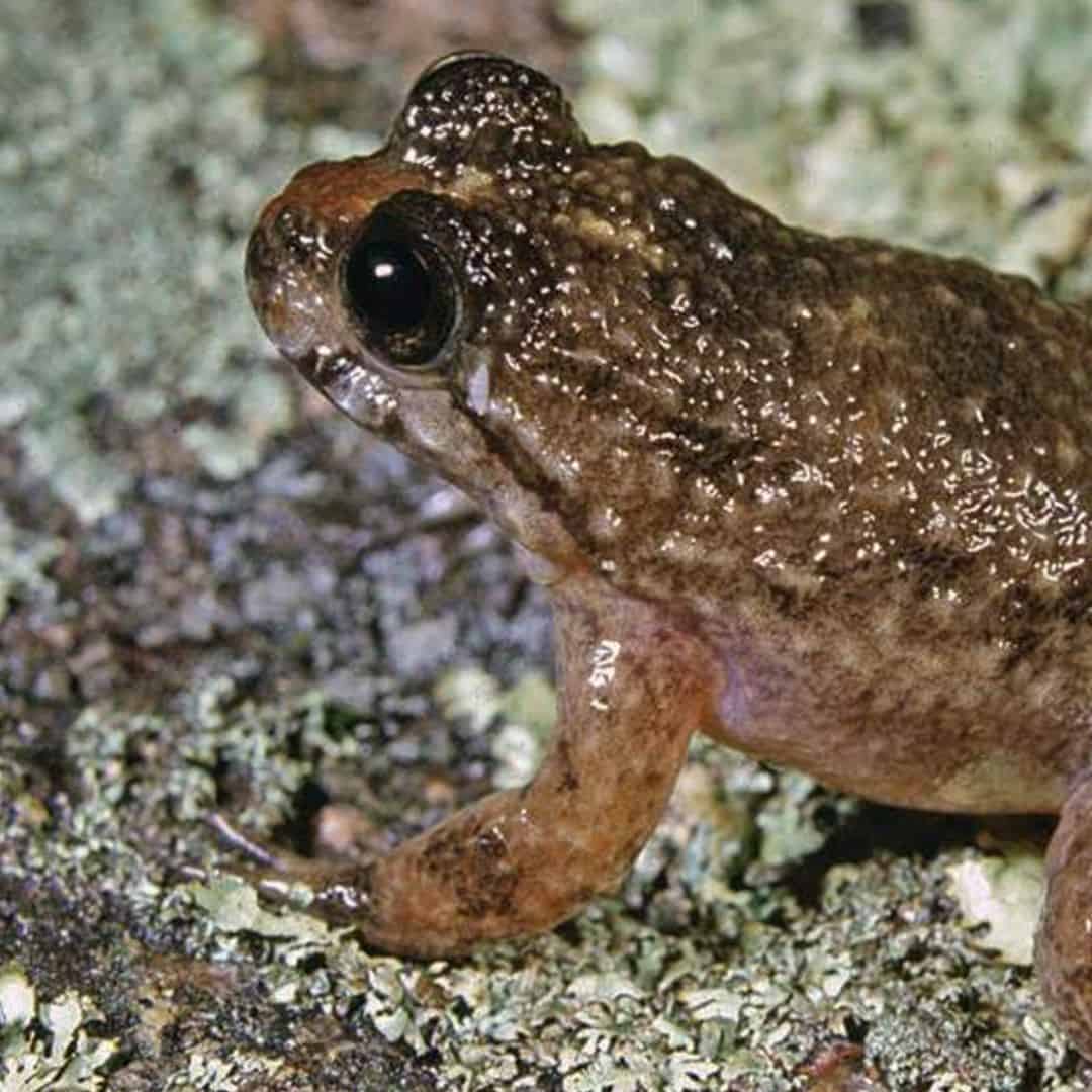 Extinct: Northern gastric brooding frog- Invasive Species Council