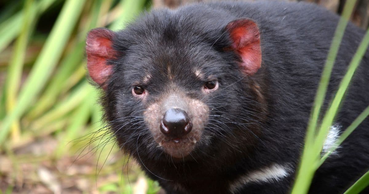 Tassie devils and eagles at high risk of deadly bird flu: Chief Vet ...