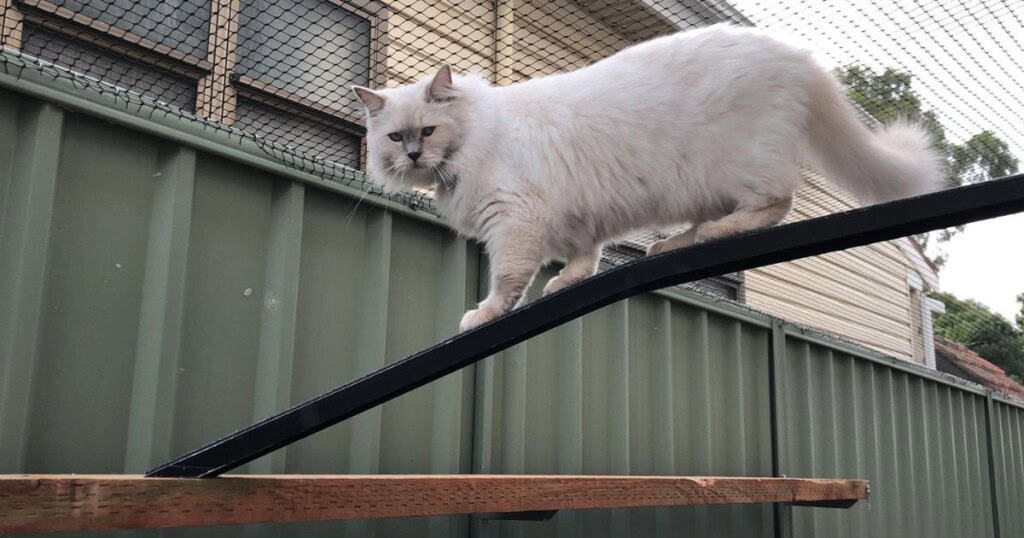 NSW Companion Animal Act review could fix laws preventing cat containment