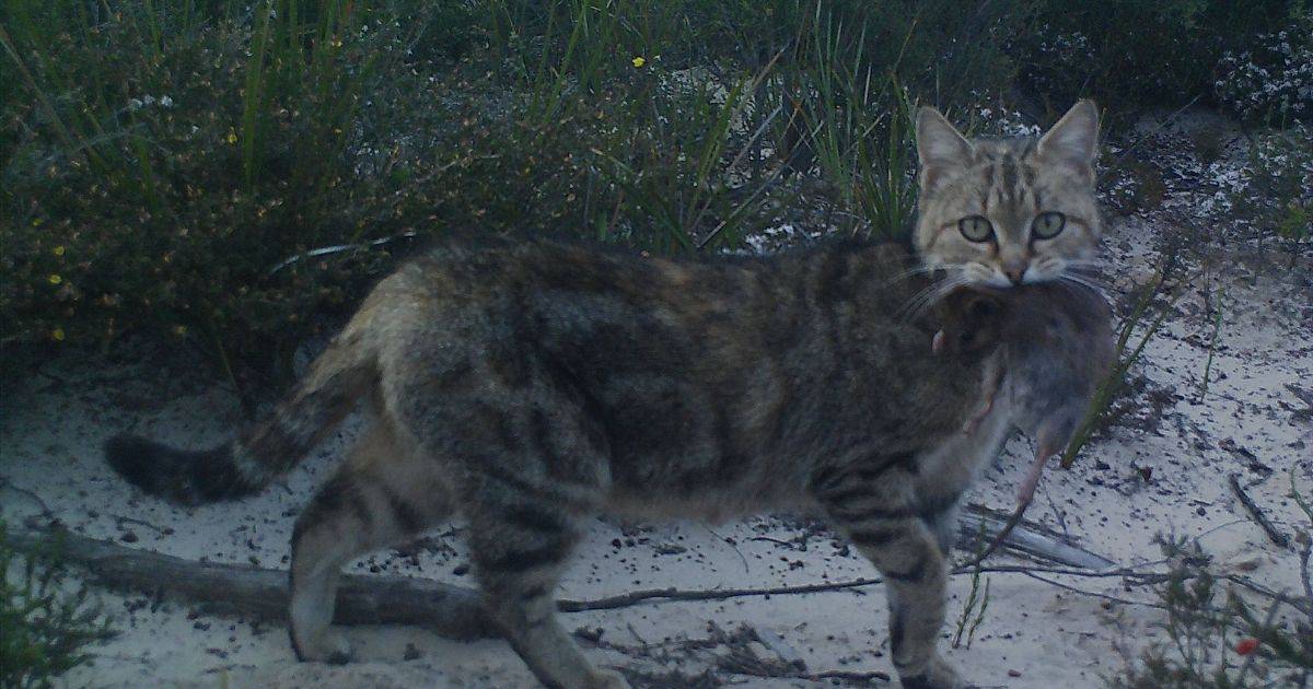 Call to amend outdated law undermining Kangaroo Island feral cat ...
