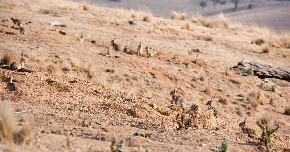Rabbit plague looming as virus pipeline runs dry