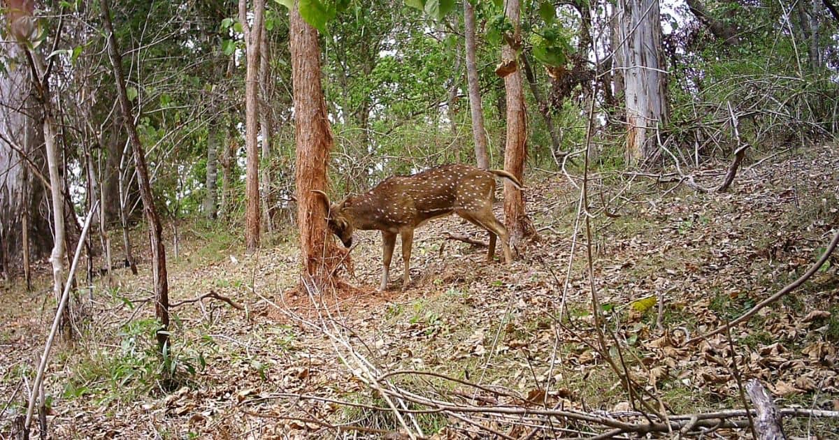 New footage reveals Gold Coast under feral deer siege