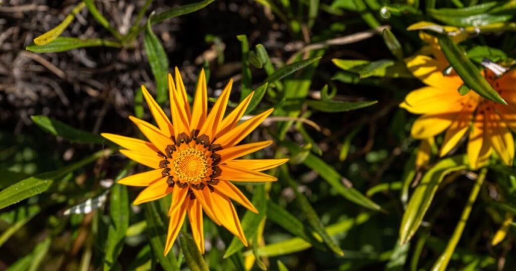New research reveals popular garden flower more destructive than thought