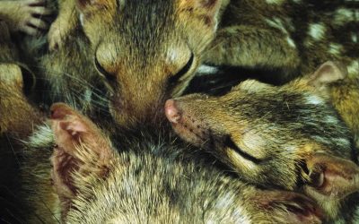 Meet The Invaders: Gamba Grass