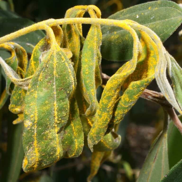 Protecting Australia’s natural environment from invasive species ...